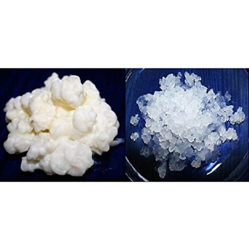 Pack 40g Melkkefir Korrels / Plantje + 100g Waterkefir korrels ...