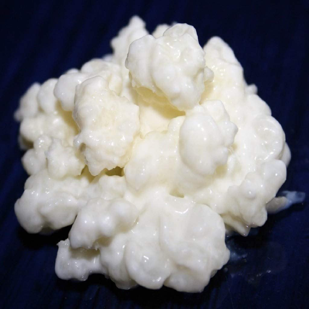 40g Melkkefir Korrels / Plantje | Kefiralia
