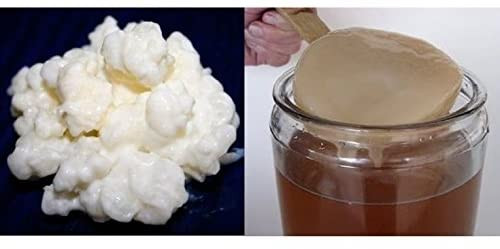 Pack 40g Melkkefir Korrels / Plantje + Komboecha Scoby | Kefiralia